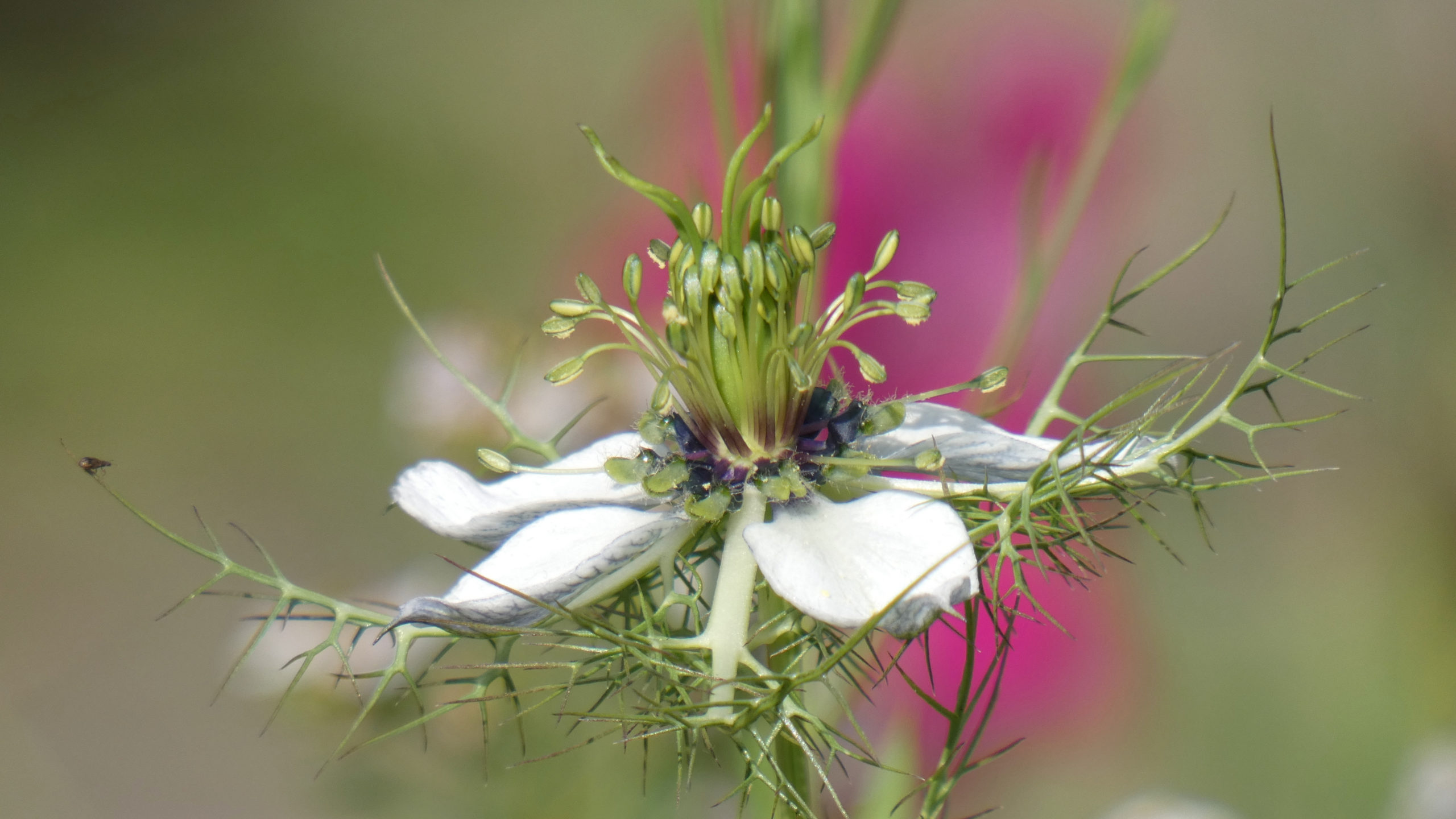 "Jungfer im Grünen" - RoSaH